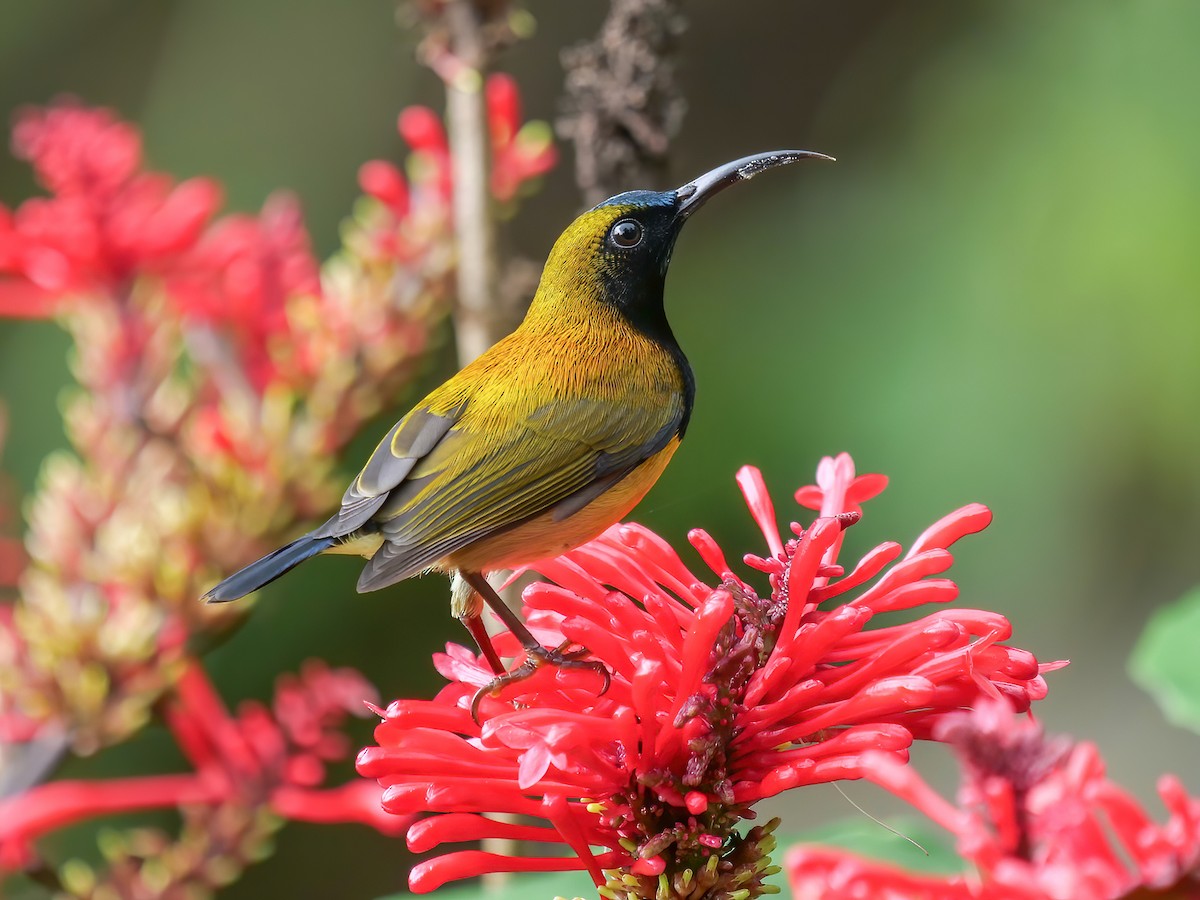 Flaming Sunbird - Aethopyga flagrans - Birds of the World