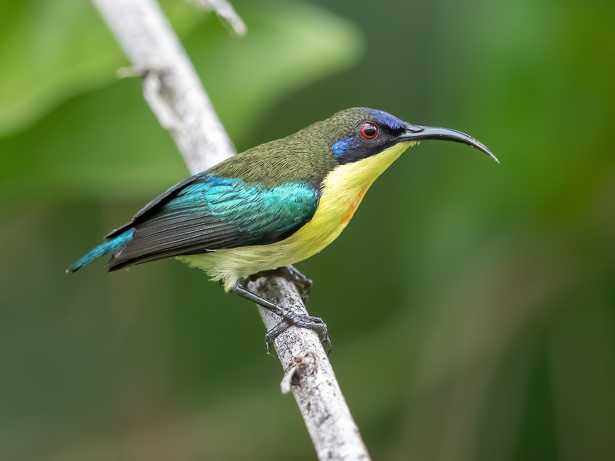 Metallic-winged Sunbird - Aethopyga pulcherrima - Birds of the World