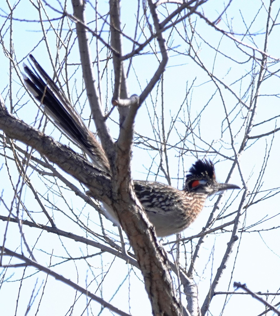 eBird Checklist - 4 Mar 2024 - Crosby Family Confluence Park - 17 ...