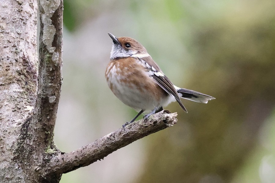 Hawaii Elepaio (Kona coast) - eBird
