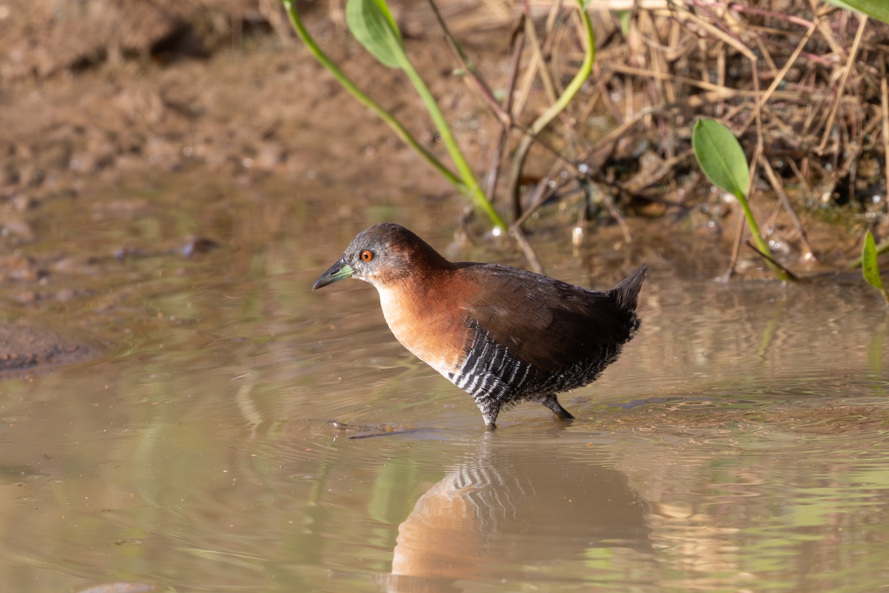 White-throated crake (Gray-faced) - eBird