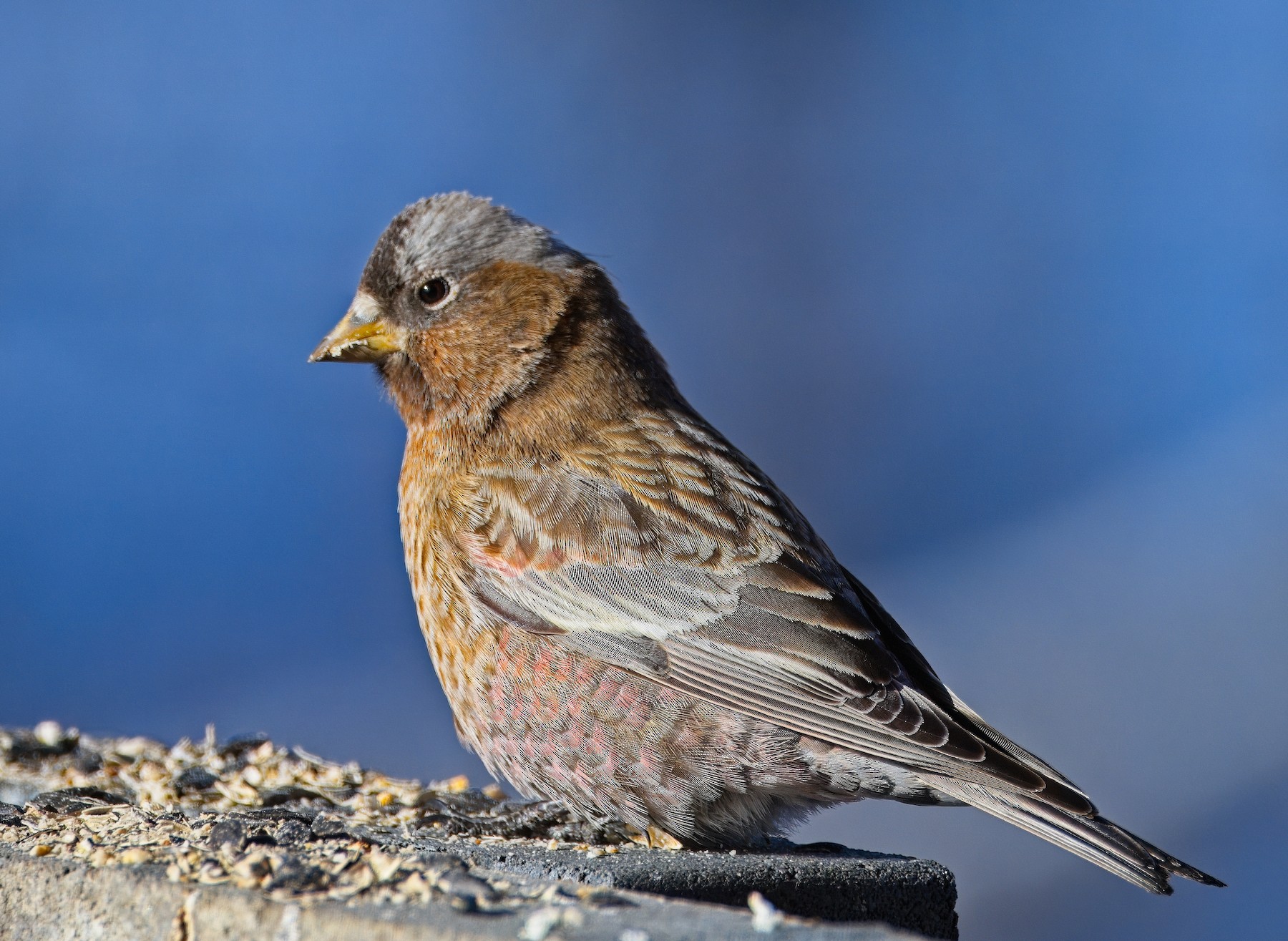 finch sp. - eBird