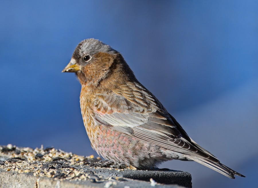 finch sp. - eBird