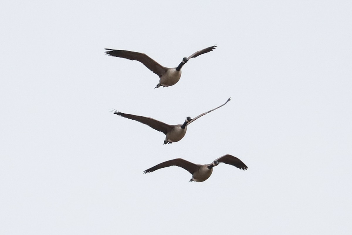 Pennsylvania Bird Atlas Checklist - 5 Mar 2024 - 406 Upper Georges ...