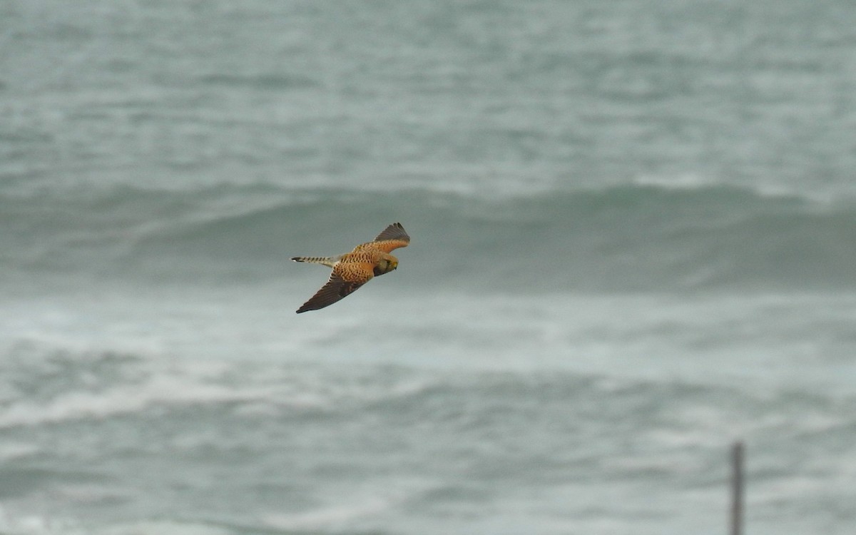 eBird Portugal Checklist - 3 Mar 2024 - Arriba Fóssil da Costa da ...