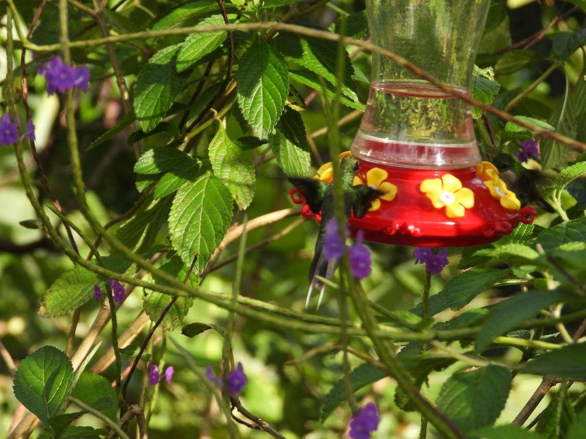 eBird Checklist - 2 Mar 2024 - Bajnath's Estate Hummingbird Sanctuary ...