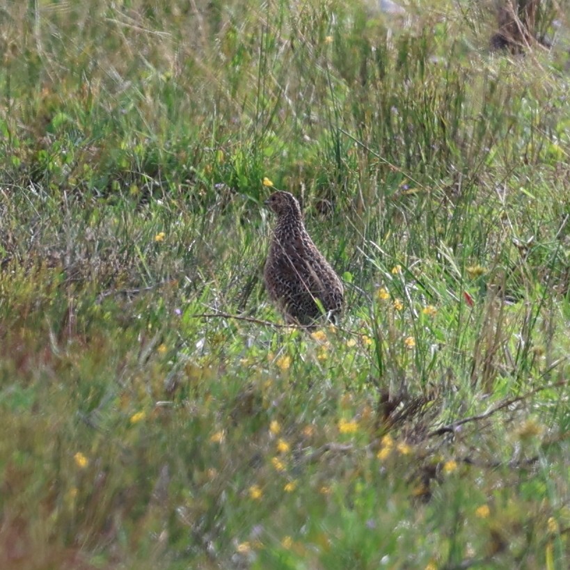 eBird Checklist - 3 Mar 2024 - Beecroft Weapons Range - 13 species