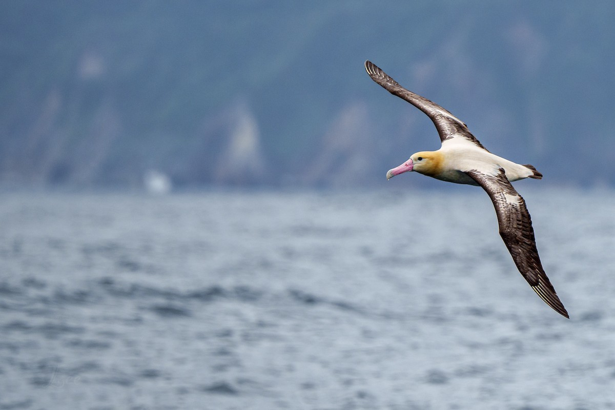 ML615698254 - Short-tailed Albatross - Macaulay Library