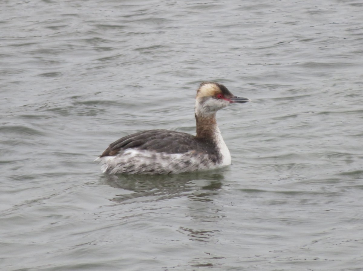 eBird Checklist - 5 Mar 2024 - **CHINCOTEAGUE NWR - 19 species