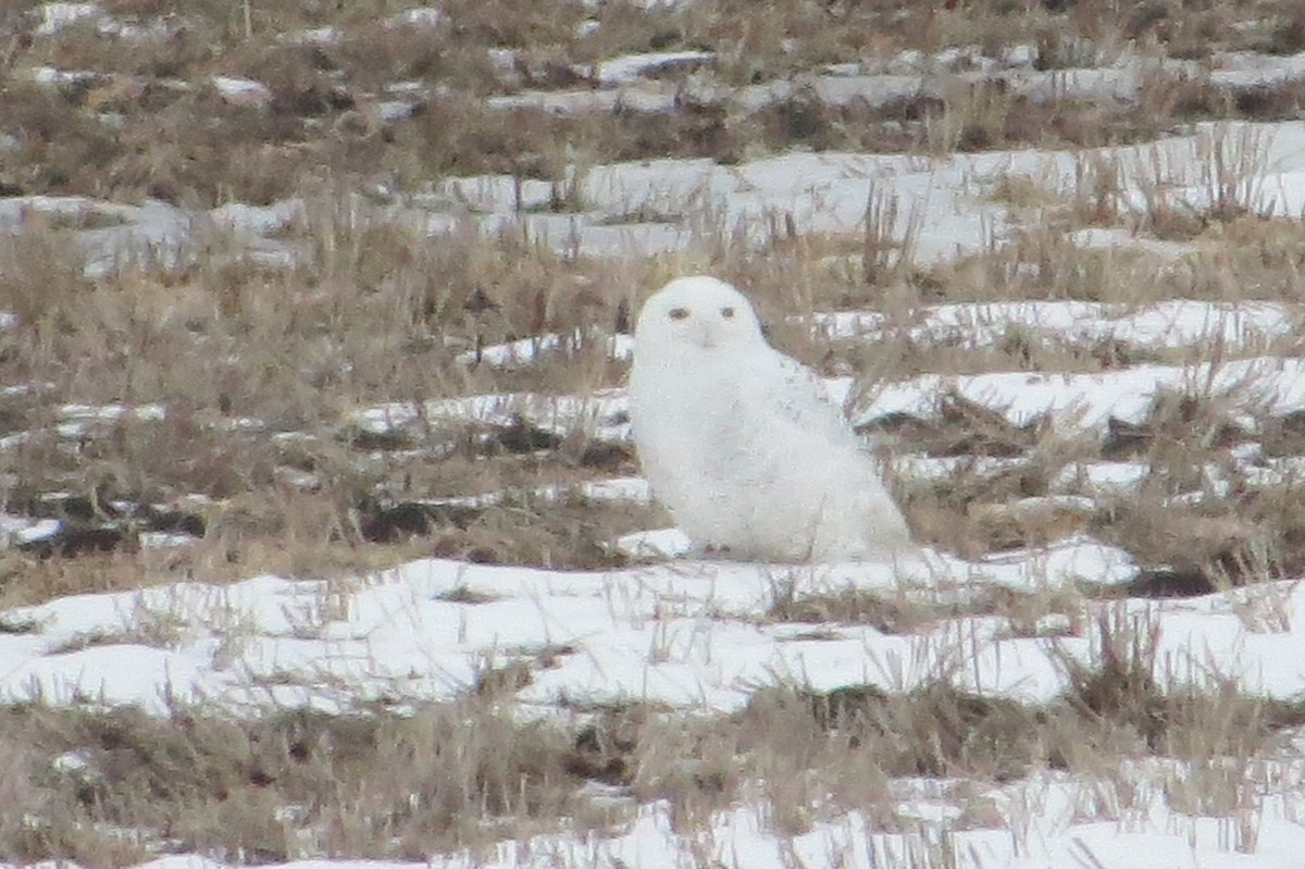 eBird Checklist - 2 Mar 2024 - Floodway Road, Domain, Manitoba, CA (49. ...