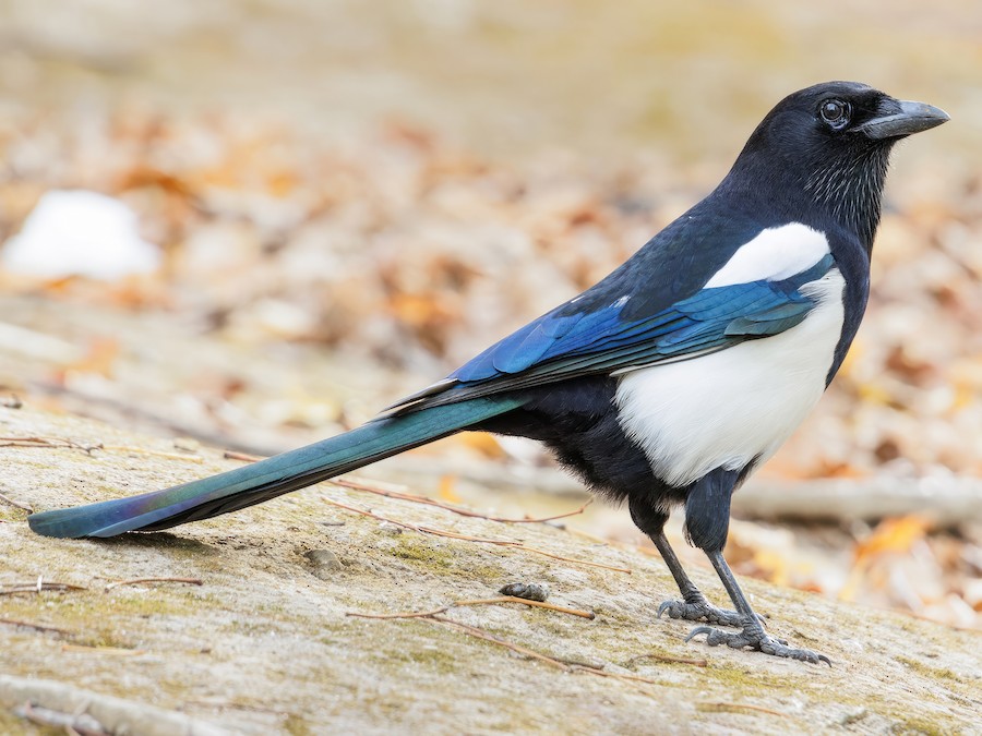 Oriental Magpie - eBird