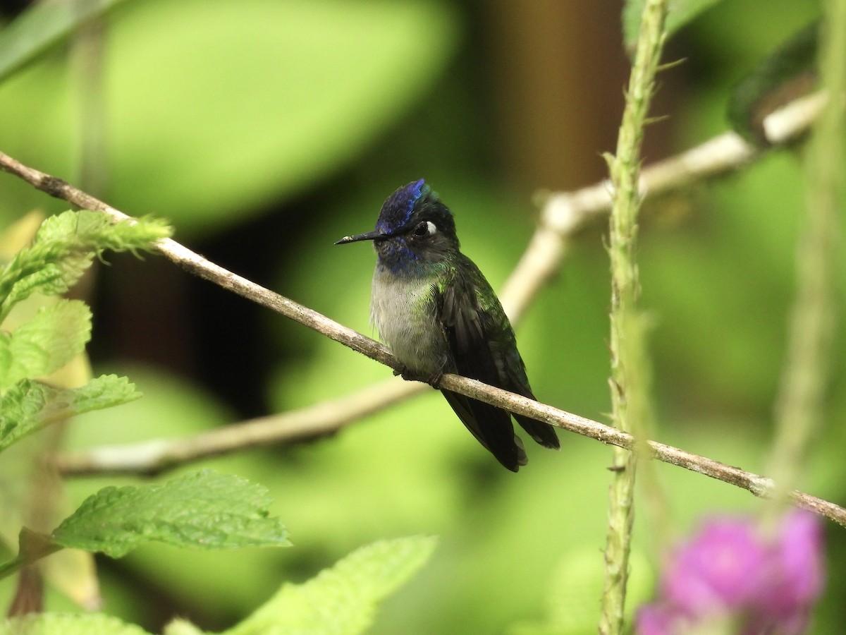eBird Checklist - 28 Feb 2024 - Nectar & Pollen Reserve - 23 species