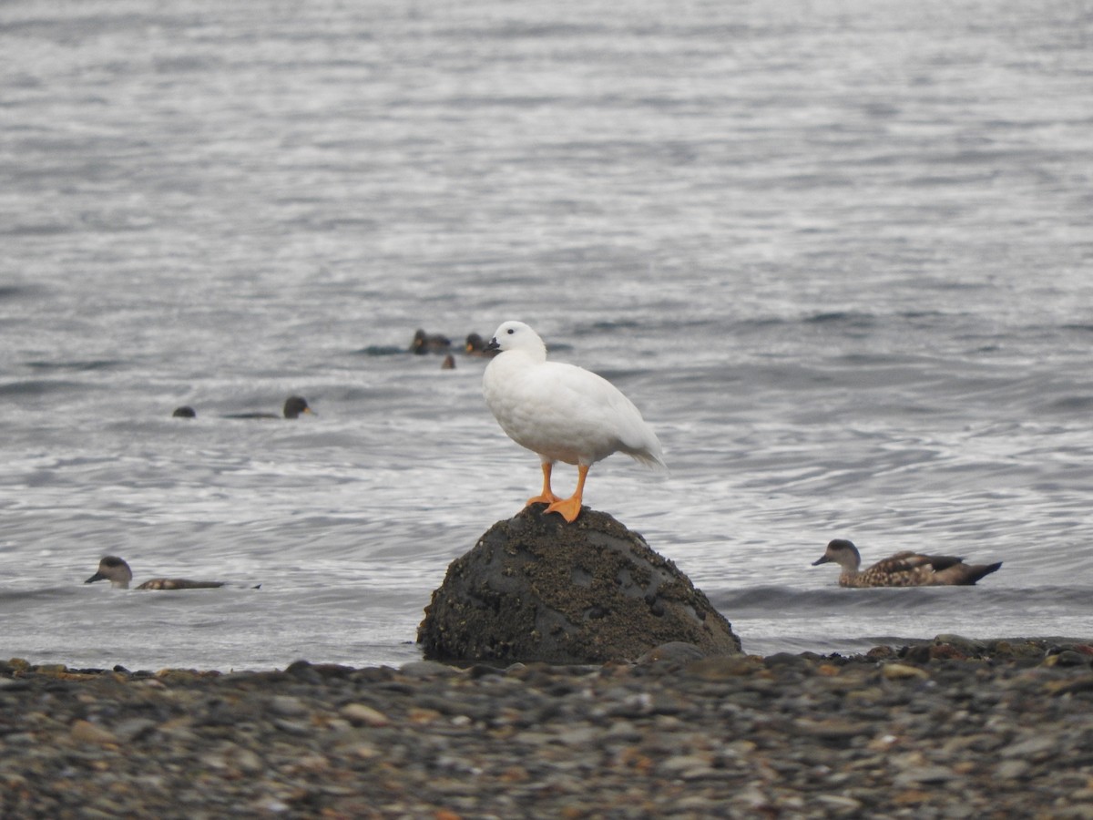 eBird Checklist - 25 Feb 2024 - Desembocadura Río Pipo - 20 species