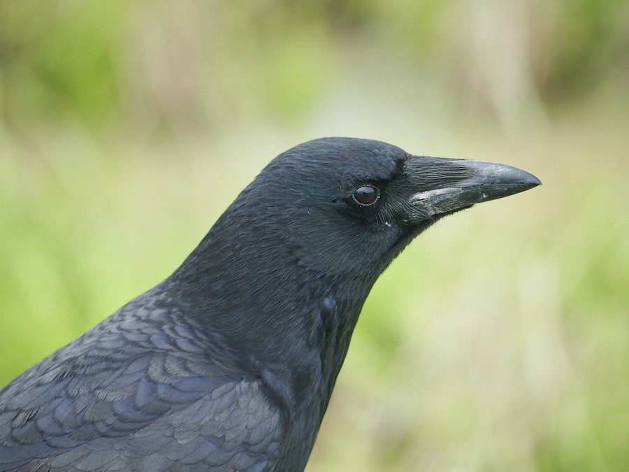 Carrion Crow (Eastern) - eBird