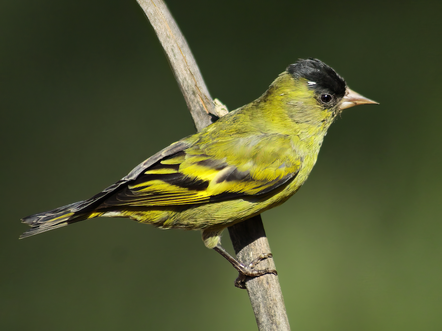 Black-capped Siskin - eBird