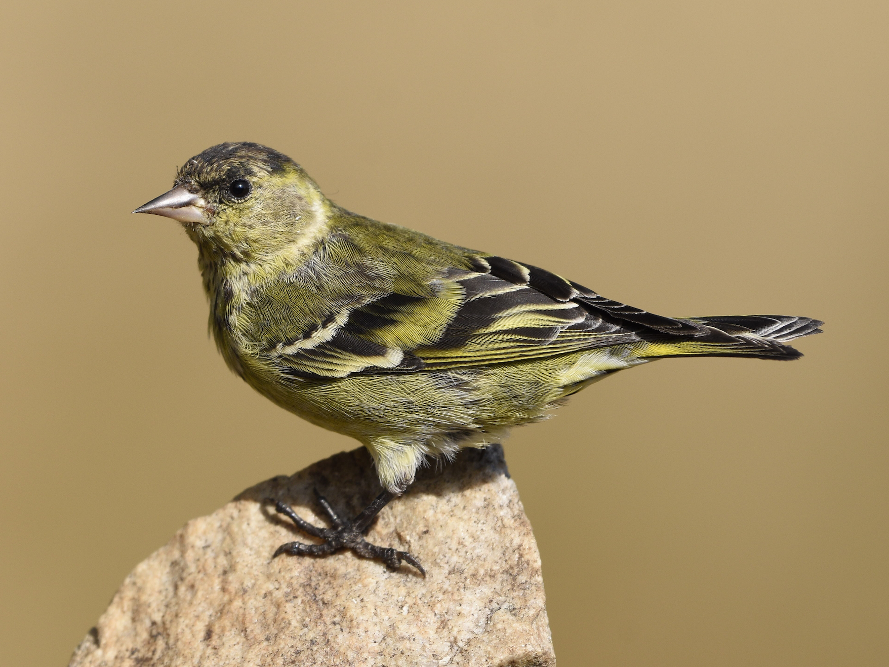 Black-capped Siskin - eBird