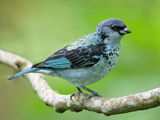 Azure-rumped Tanager - eBird