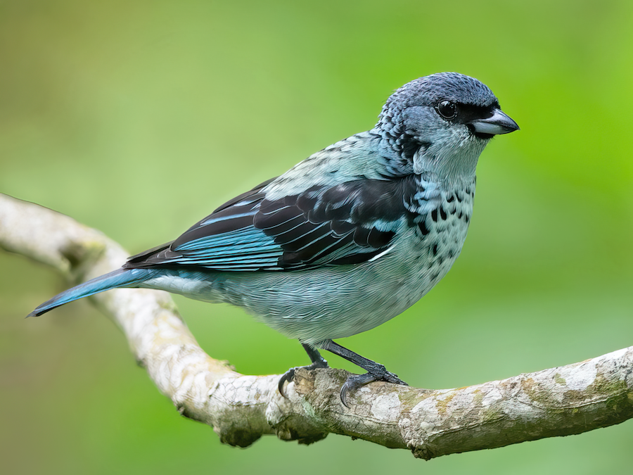 Azure-rumped Tanager - eBird