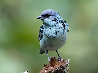 Azure-rumped Tanager - eBird