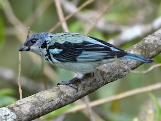 Azure-rumped Tanager - eBird