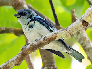 Azure-rumped Tanager - eBird