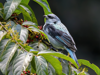 Azure-rumped Tanager - eBird