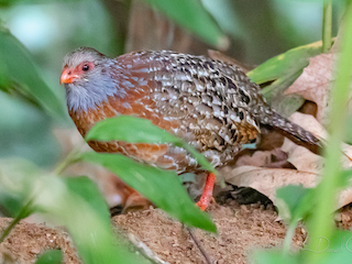 Bearded Wood-Partridge - eBird