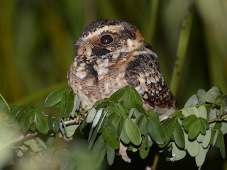 Spot-tailed Nightjar - eBird