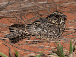 Spot-tailed Nightjar - eBird