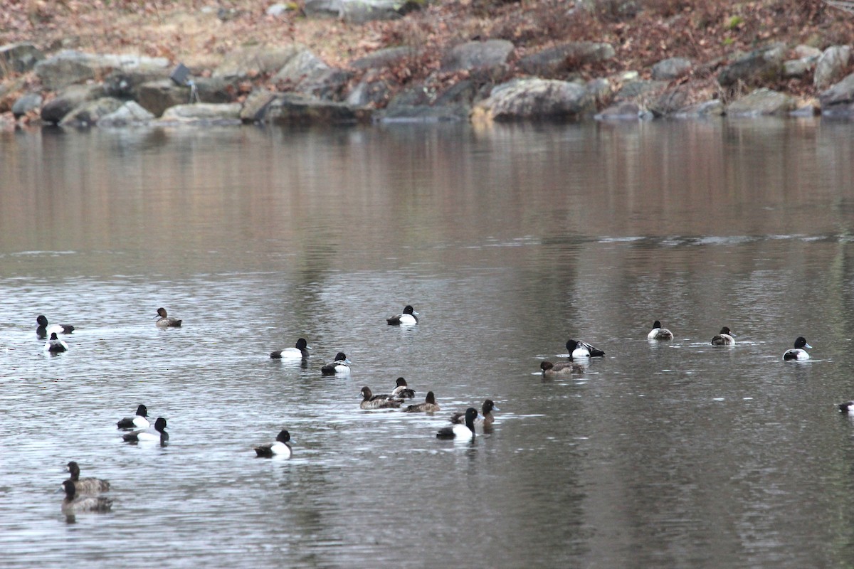 Pennsylvania Bird Atlas Checklist - 7 Mar 2024 - Nemacolin Woodlands Resort Golf Course Ponds ...