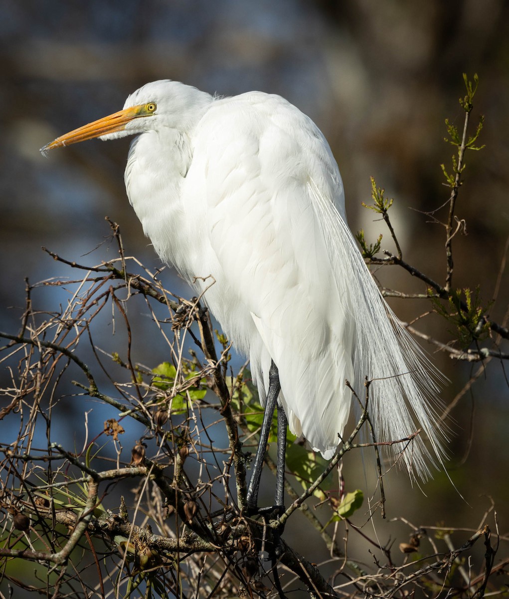 eBird Checklist - 2 Feb 2024 - Corkscrew Regional Ecosystem Watershed ...