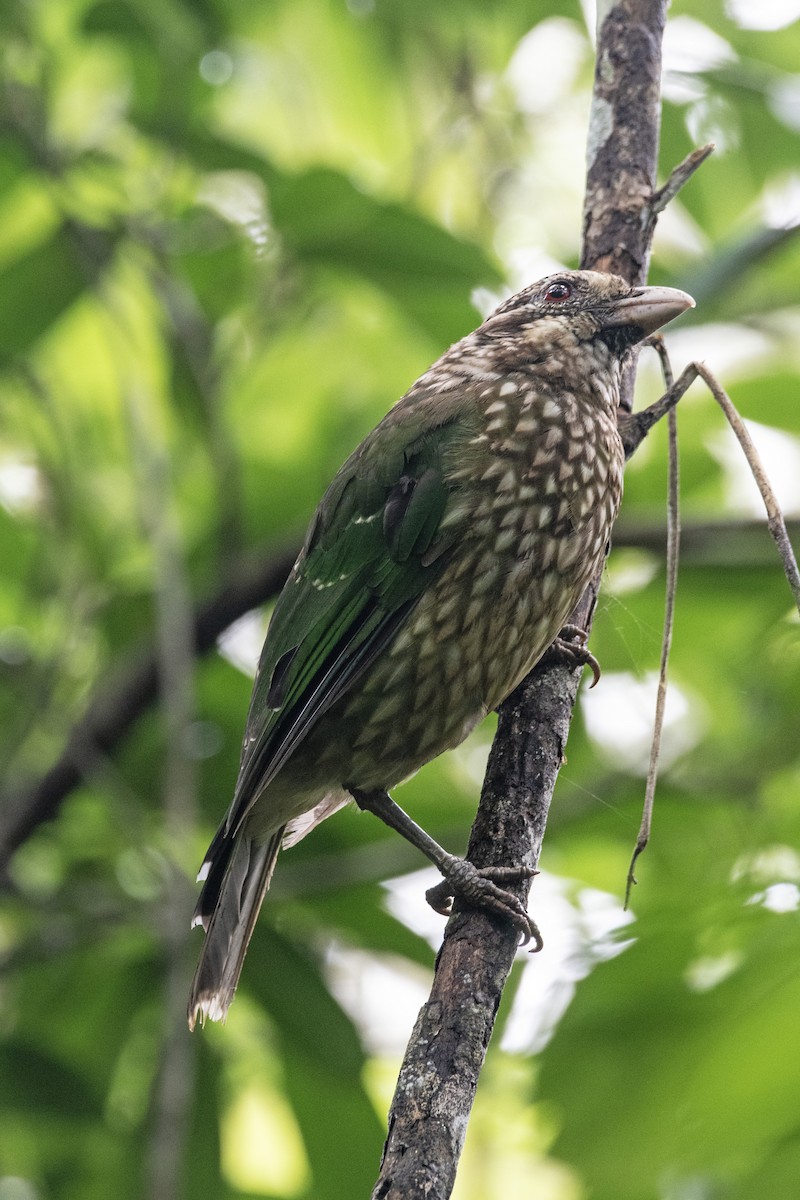 eBird Australia Checklist - 8 Mar 2024 - Bonadio RV Park - 22 species