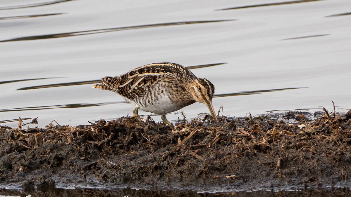 eBird Checklist - 7 Mar 2024 - Fiala - Private - 1 species