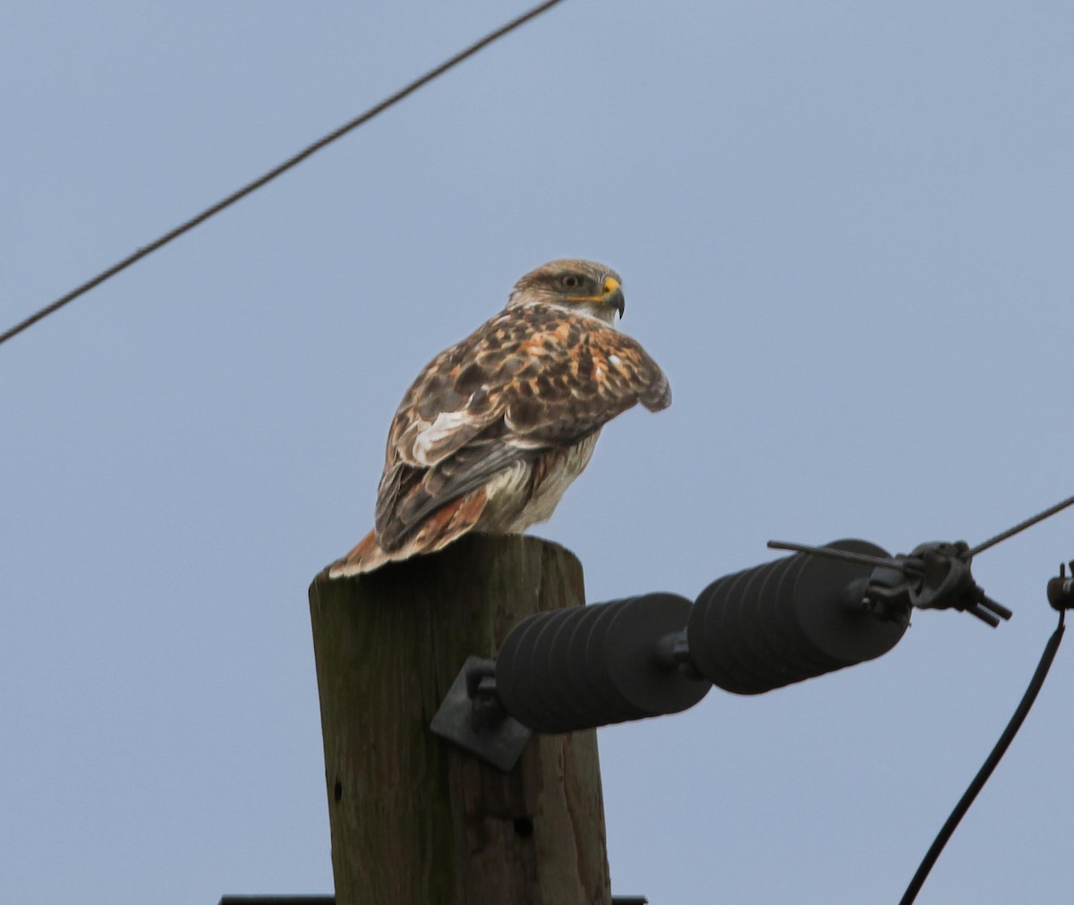 eBird Checklist - 7 Mar 2024 - stakeout Ferruginous Hawk, Goldman Sunshine Road, Stuttgart (2024 ...