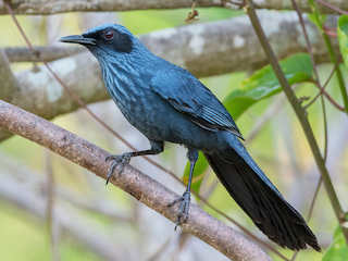 Blue Mockingbird - eBird
