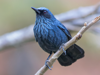 Blue Mockingbird - eBird