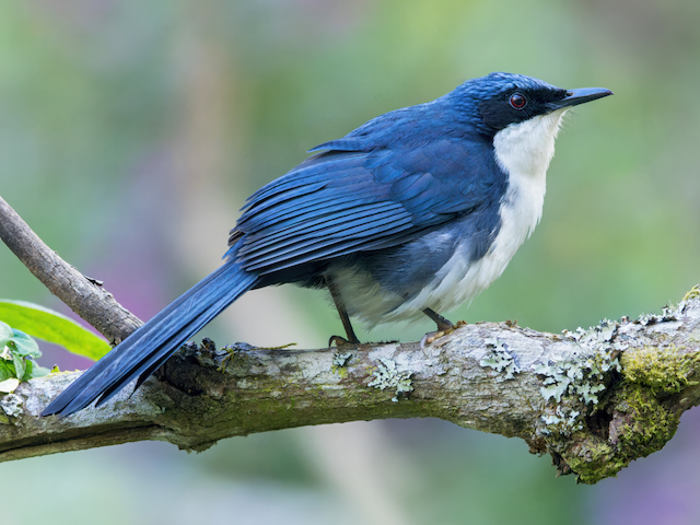Photos - Blue-and-white Mockingbird - Melanotis hypoleucus - Birds of ...