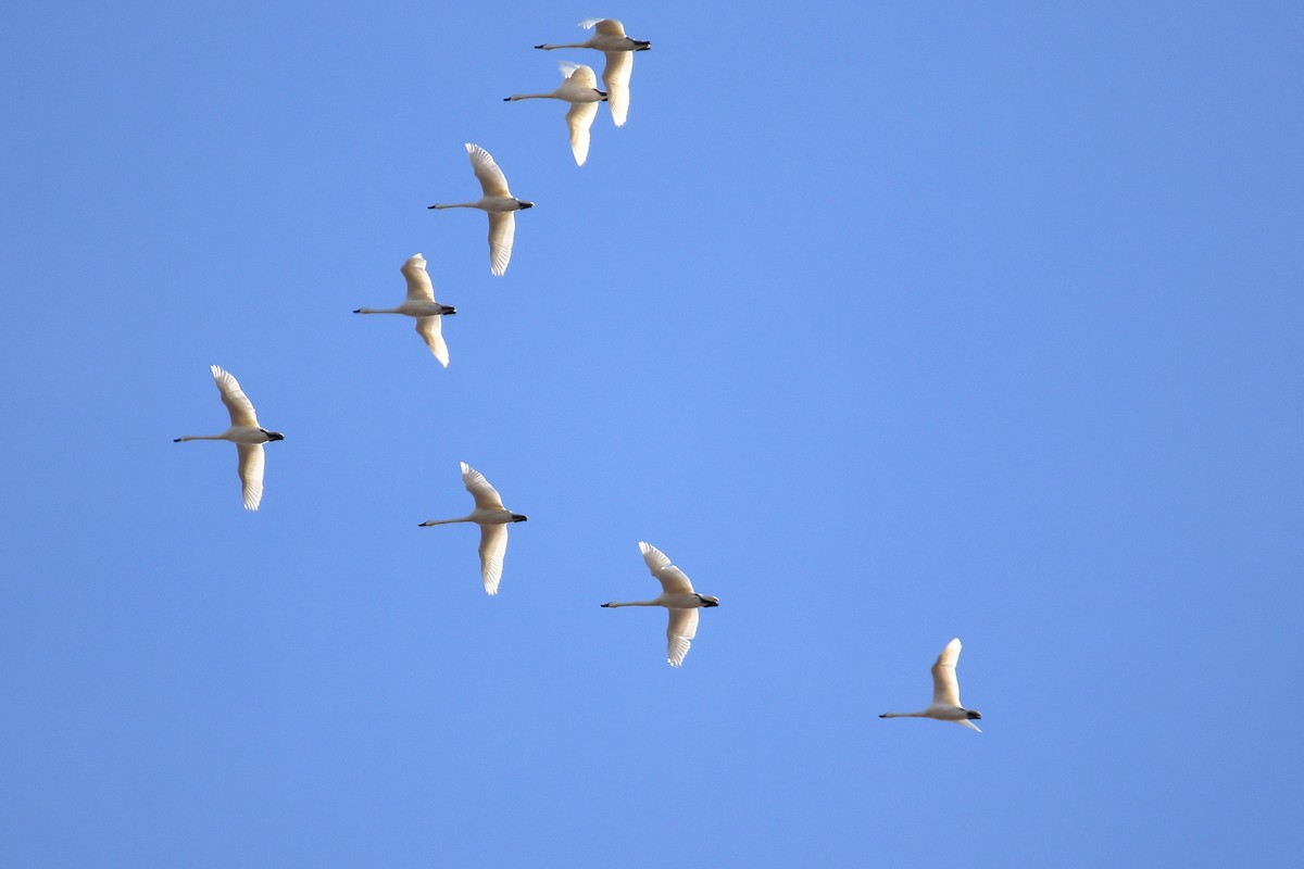 Maryland-DC Breeding Bird Atlas Checklist - 8 Mar 2024 - Constellation ...