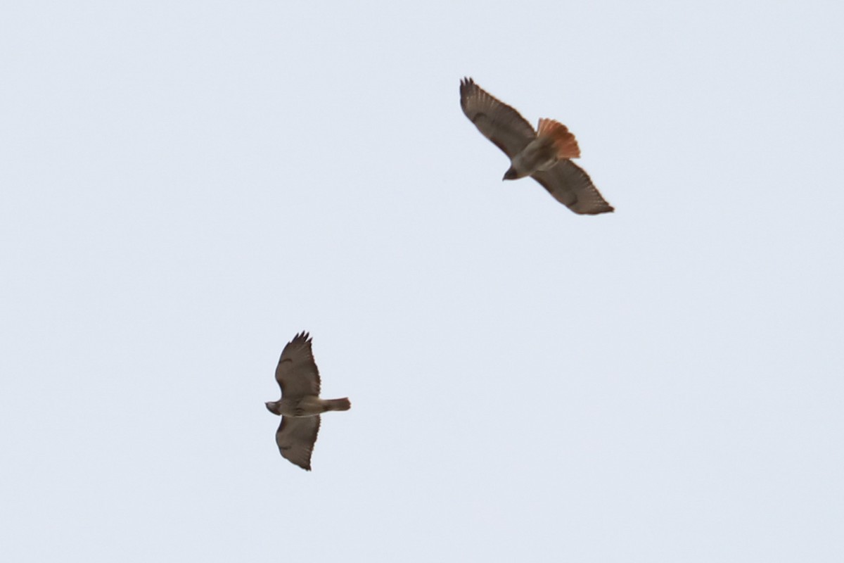 Pennsylvania Bird Atlas Checklist - 8 Mar 2024 - 399 Upper Georges ...