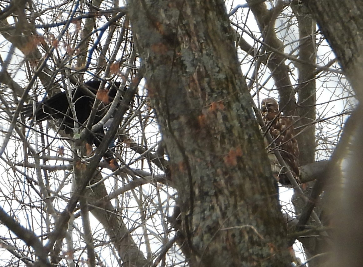 eBird Checklist - 8 Mar 2024 - Willcoxson Park Raven nest site - 10 species