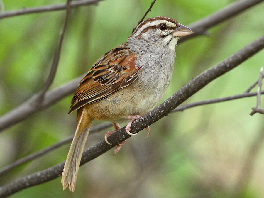 Cinnamon-tailed sparrow - eBird
