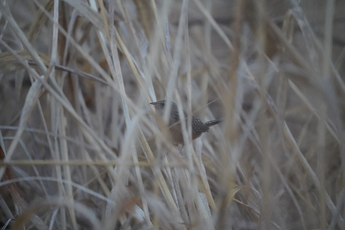 Pennsylvania Bird Atlas Checklist - 8 Mar 2024 - Kirkwood Preserve - 16 species