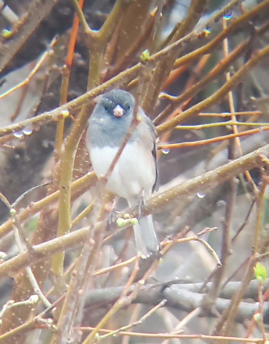 eBird Checklist - 8 Mar 2024 - Backyard-Personal - 6 species