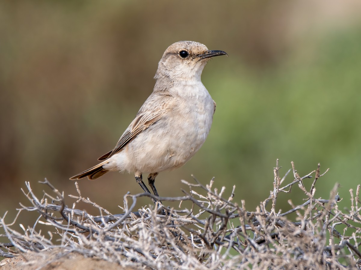 Tractrac Chat - Emarginata tractrac - Birds of the World