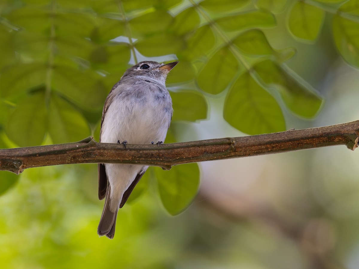 ML615814656 - Asian Brown Flycatcher - Macaulay Library