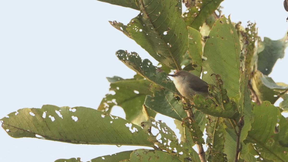 eBird Checklist - 27 Jan 2024 - Birdsong Kankavali - 13 species