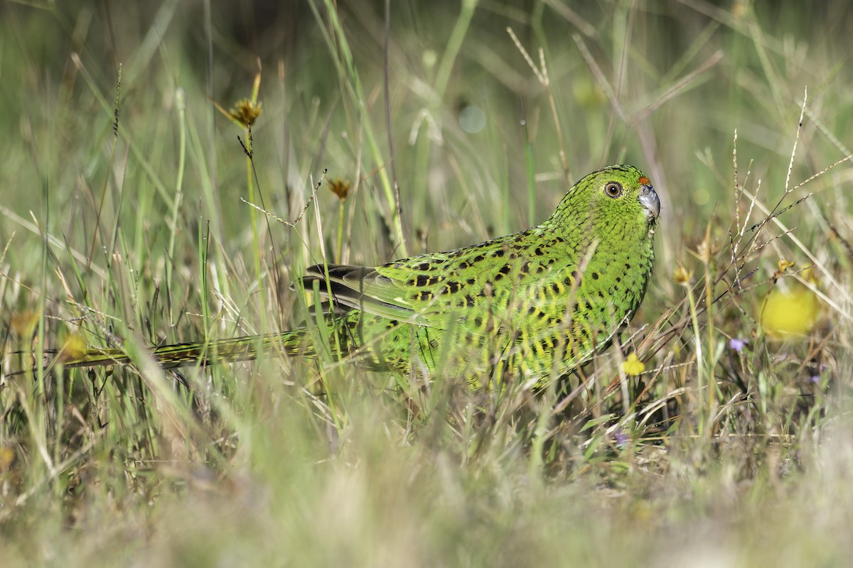 eBird Checklist - 9 Mar 2024 - Beecroft Weapons Range - 22 species