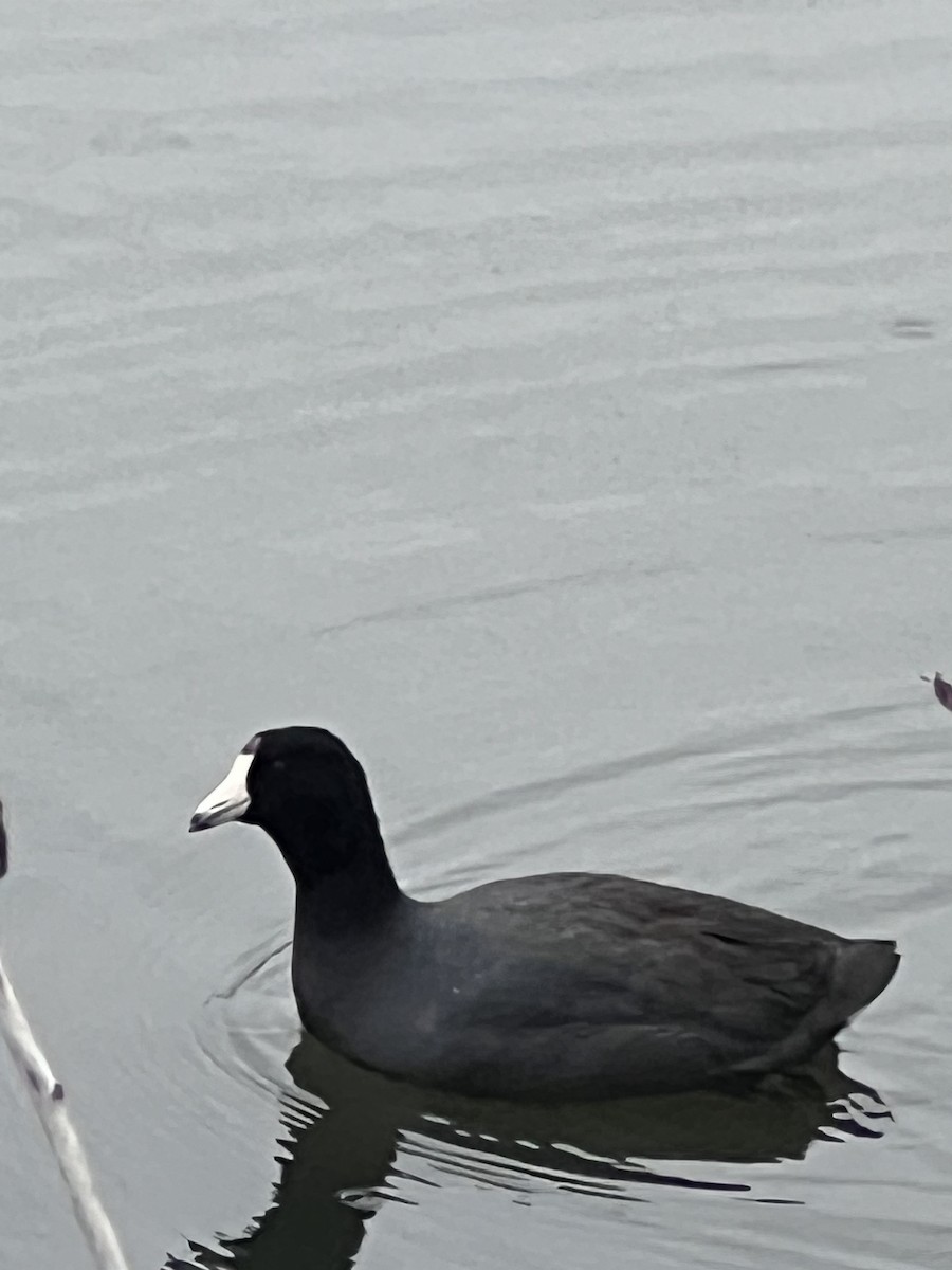 Pennsylvania Bird Atlas Checklist - 9 Mar 2024 - Morning Glory South Parking Lot Towpath - 21 ...