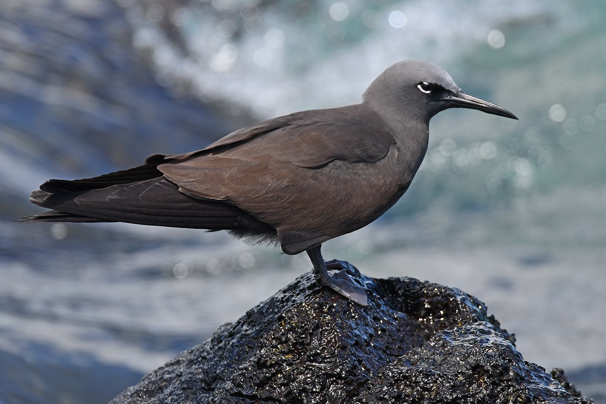 eBird Checklist - 26 Feb 2024 - Santa Cruz--Muelle Puerto Ayora - 3 species