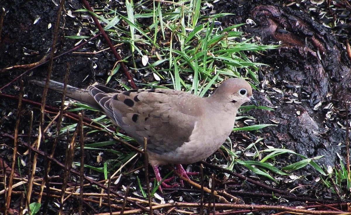Pennsylvania Bird Atlas Checklist - 6 Mar 2024 - Houston - 10 species